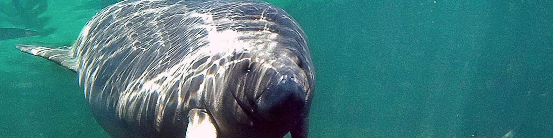 manatee-hero - Wild Animal Health Fund