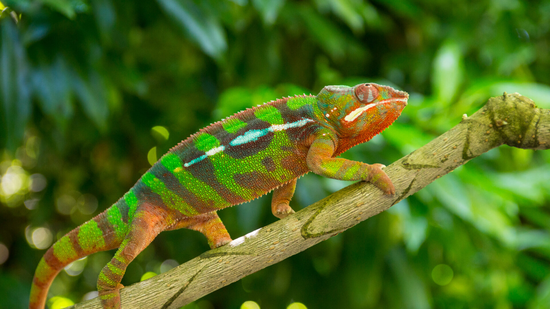 reptile - Wild Animal Health Fund