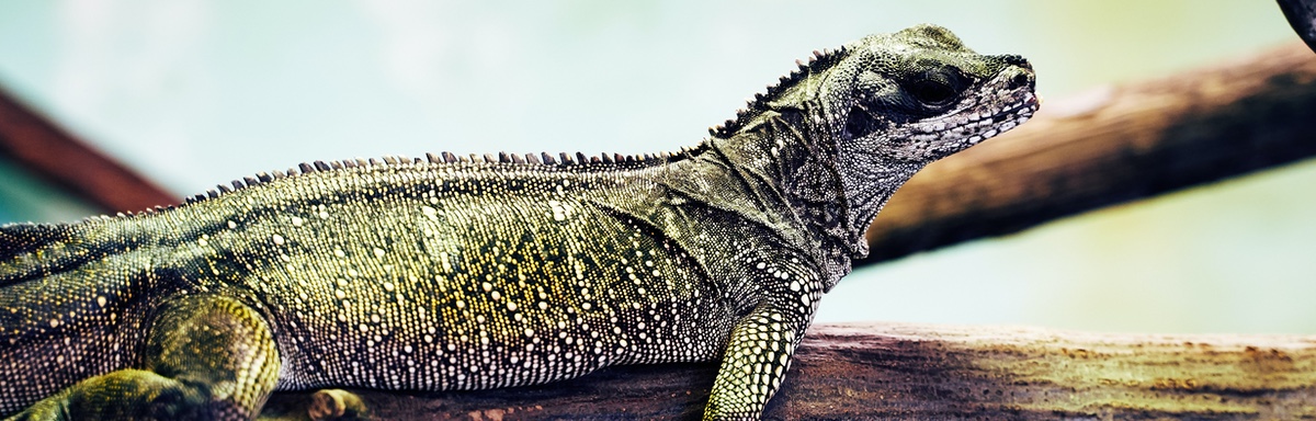 AustraliaLizard - Wild Animal Health Fund