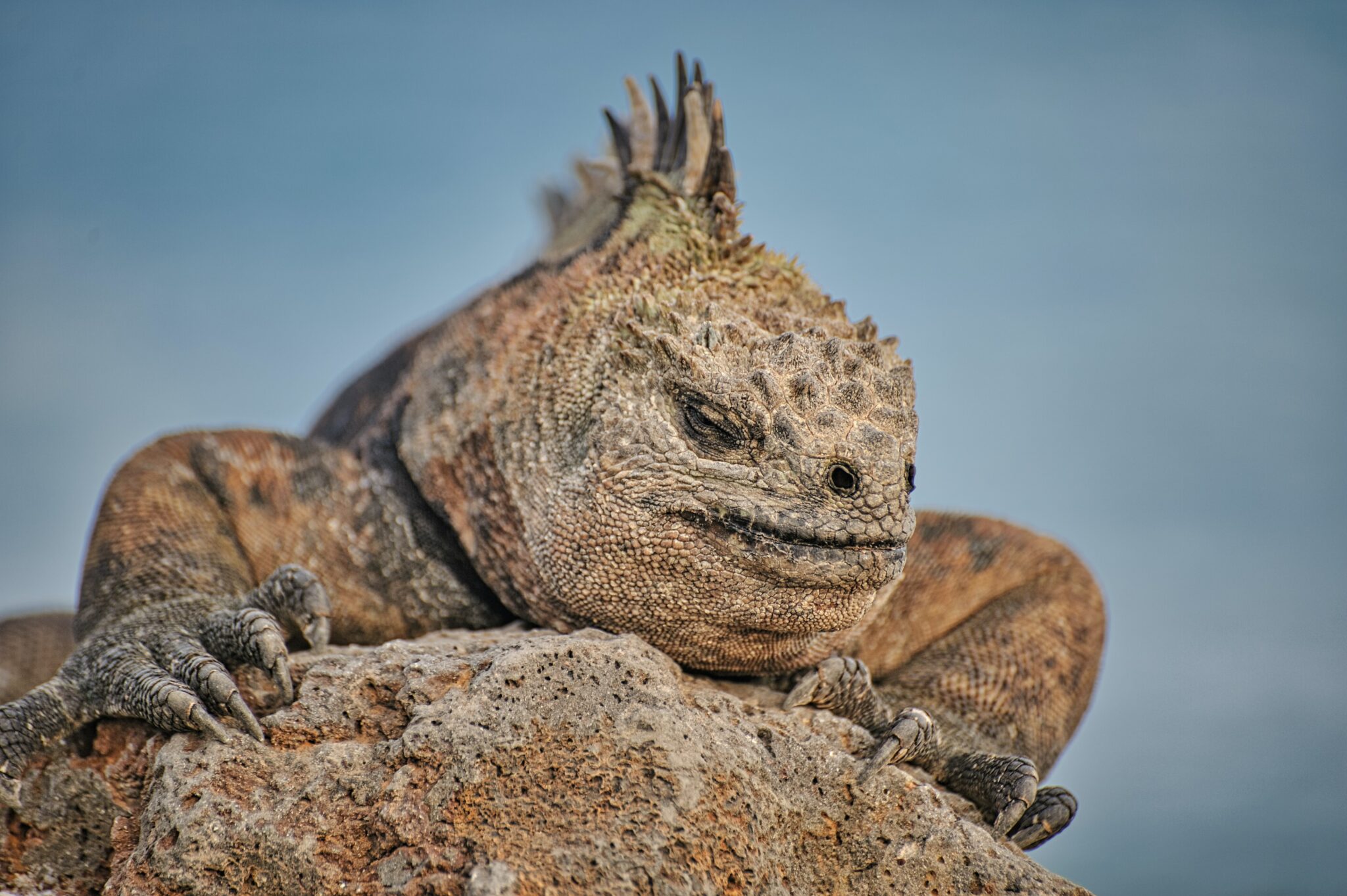Why Are So Many Species of Animals Endangered?
