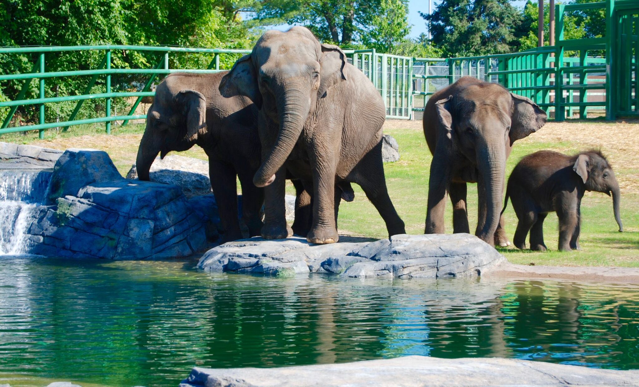 Why Are So Many Species of Animals Endangered?