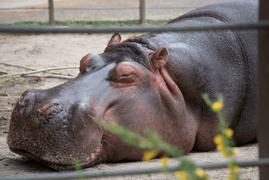 hippo - Wild Animal Health Fund