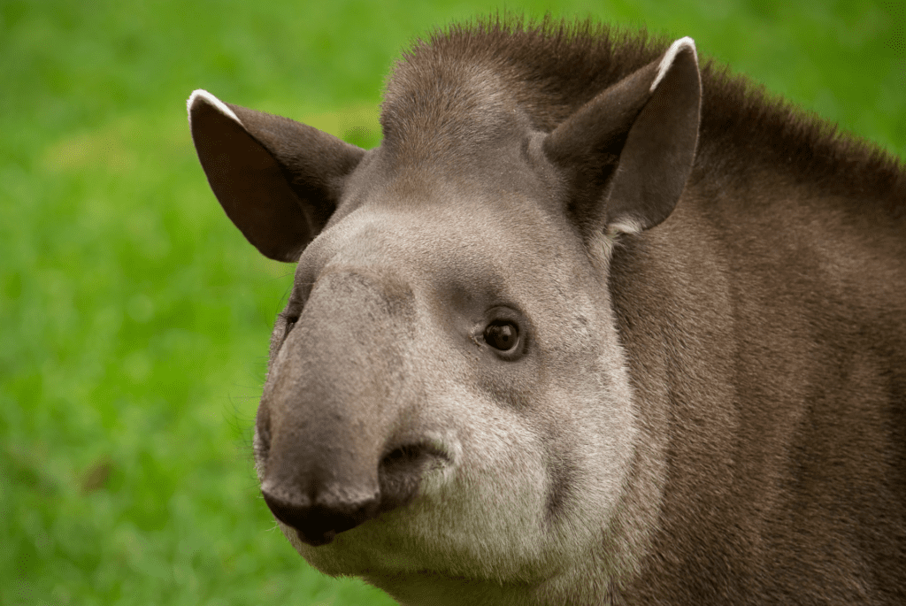 tapir - Wild Animal Health Fund