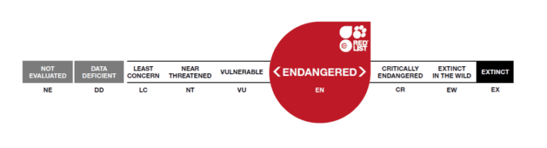 Why Are So Many Species of Animals Endangered?