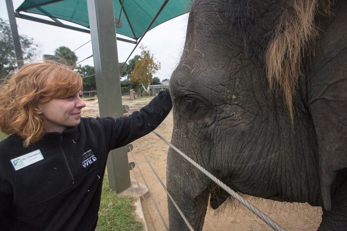 20181113_elephant_herpes_06 - Wild Animal Health Fund